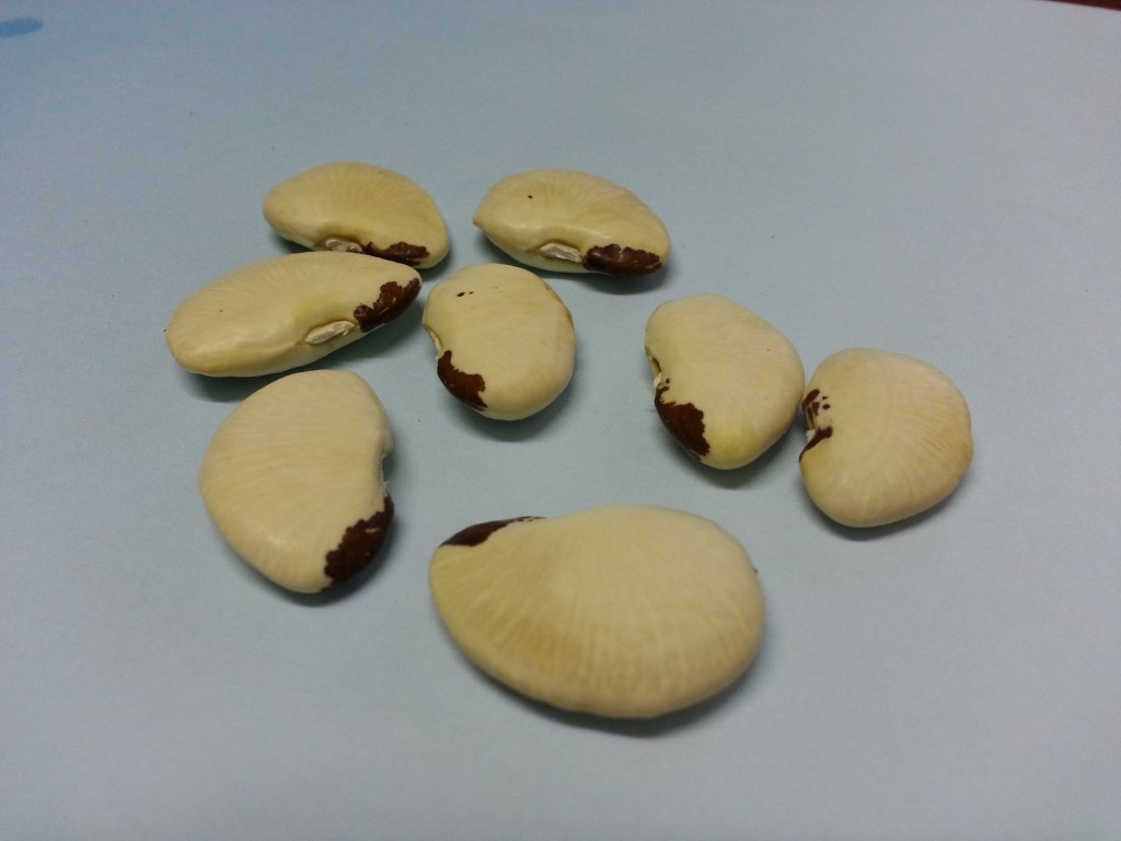 Garrofo de la cella negra « Valéncia